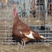 Raising Heritage Turkey Breeds - Backyard Poultry